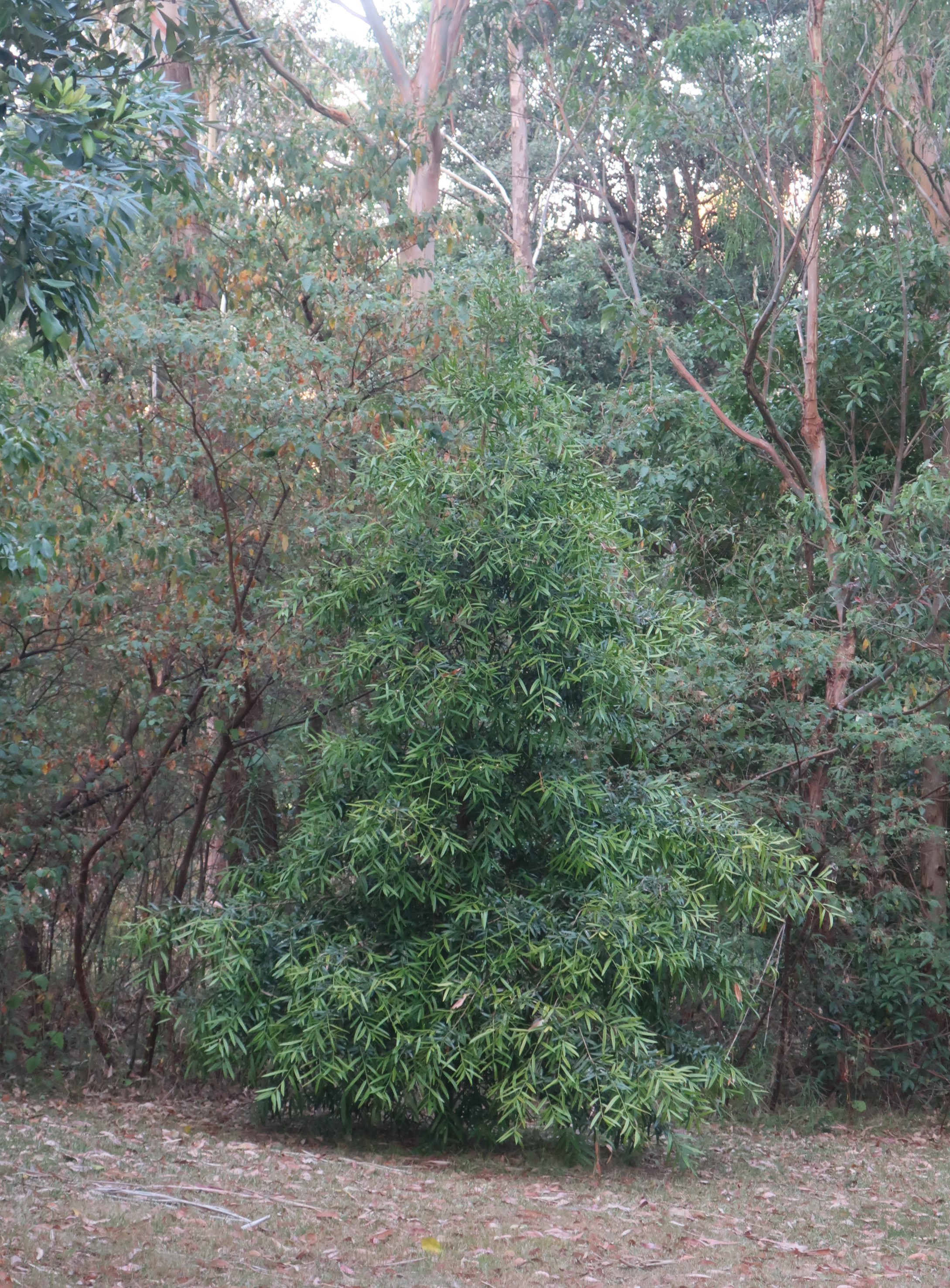 PODOCARPUS Elatus – Jottings, Reflections and Ponderings